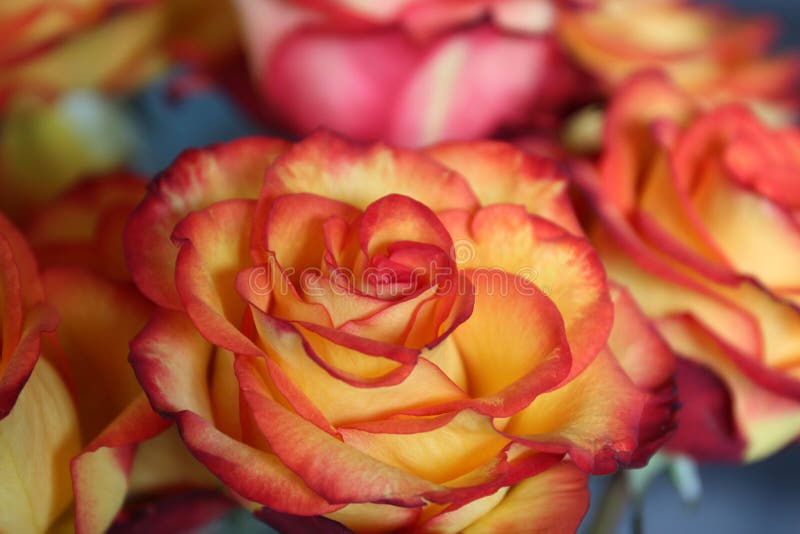 Close Up of Yellow Roses with Orange and Red Tips Stock Photo - Image ...