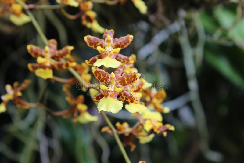 Close Up of Yellow and Rust Colored Oncidium Orchid Flowers Stock Photo ...