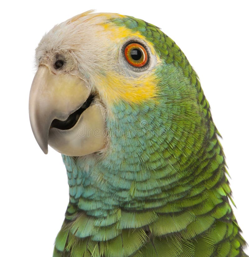 Close-up of Yellow-shouldered Amazon, Amazona Barbadensis Stock Photo ...