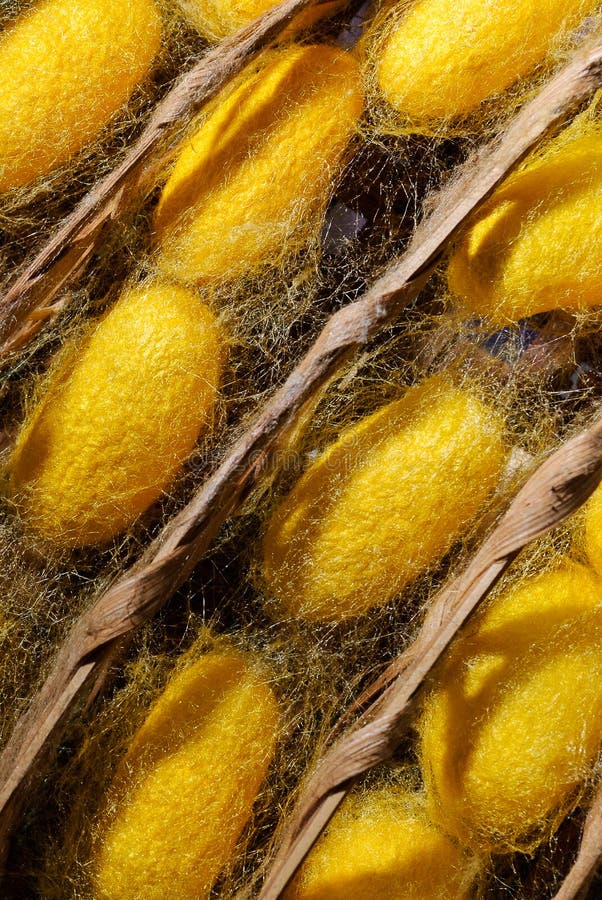 Close Up of Yellow Silkworm Cocoon in a Cocoon Nest Stock Photo - Image ...