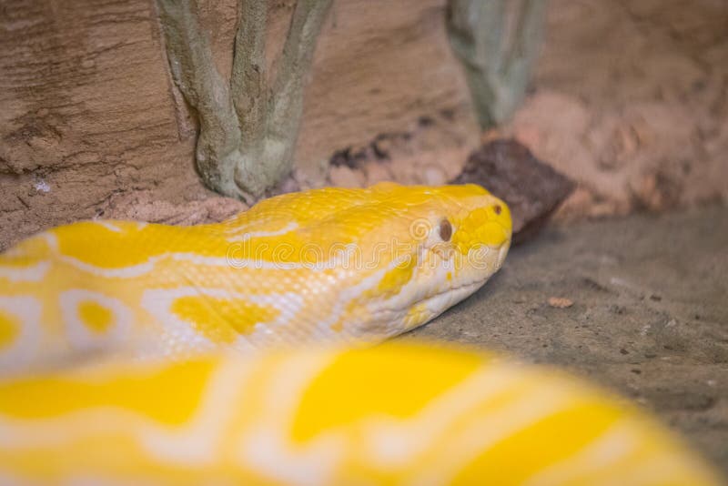 Close Up Yellow Snake Curled Up in a Rock. Stock Photo - Image of ...