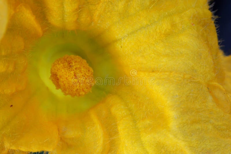 Close Up of a Yellow Squash Flower Stock Image - Image of courgette ...