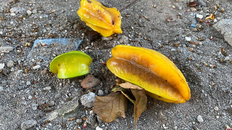 Close Up of Yellow Star Fruit Rotting Process on the Ground Stock Photo ...