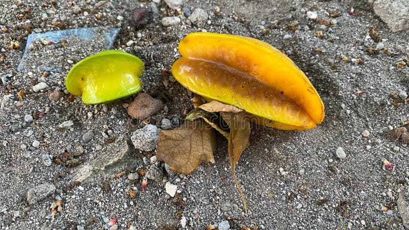 Close Up of Yellow Star Fruit Rotting Process on the Ground Stock Image ...