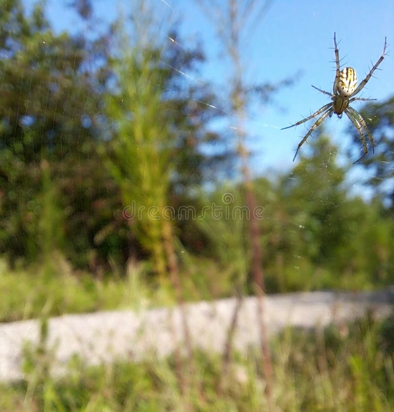 Close-up of a Yellow Striped Spider Stock Image - Image of arachnid ...