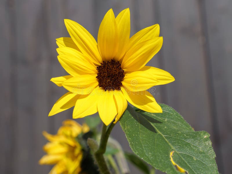 Close-Up of Yellow Sunflower with Dark Central Disk among Green Leaves ...