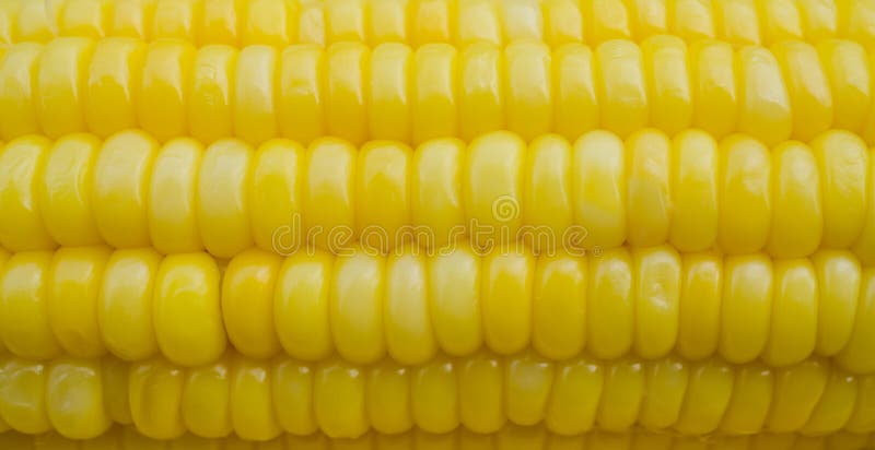 Close Up Yellow Sweet Corn in a Rows. Top View. Stock Photo - Image of ...