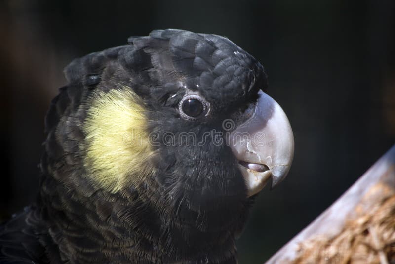 This is a Close Up of a Yellow Tailed Black Cockatoo Stock Photo ...
