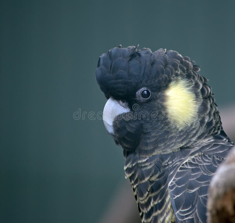 This Is A Close Up Of A Yellow Tailed Black Cockatoo Stock Photo ...