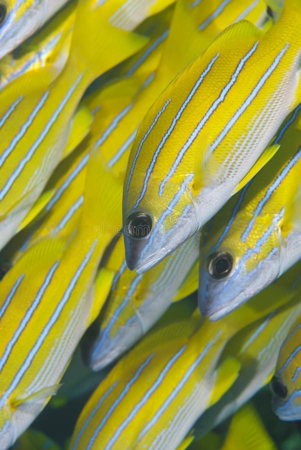 Close Up of Yellow Tropical Fish. Stock Image - Image of schooling ...
