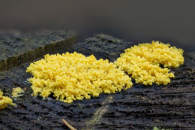 Close Up of the Yellow Tufted Fuligo Septica on a Tree Trunk Stock ...