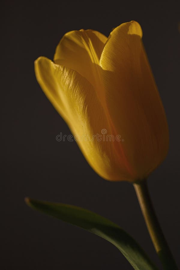 Close-up of a Yellow Tulip Illuminated by Natural Light Stock Photo ...