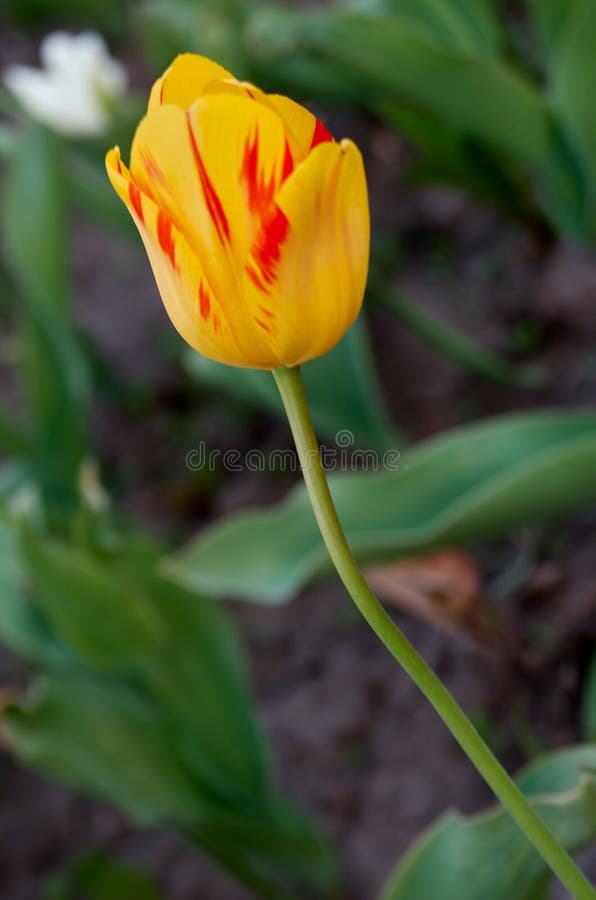Close Up of Yellow Tulip Over Green Grass Background Stock Photo ...
