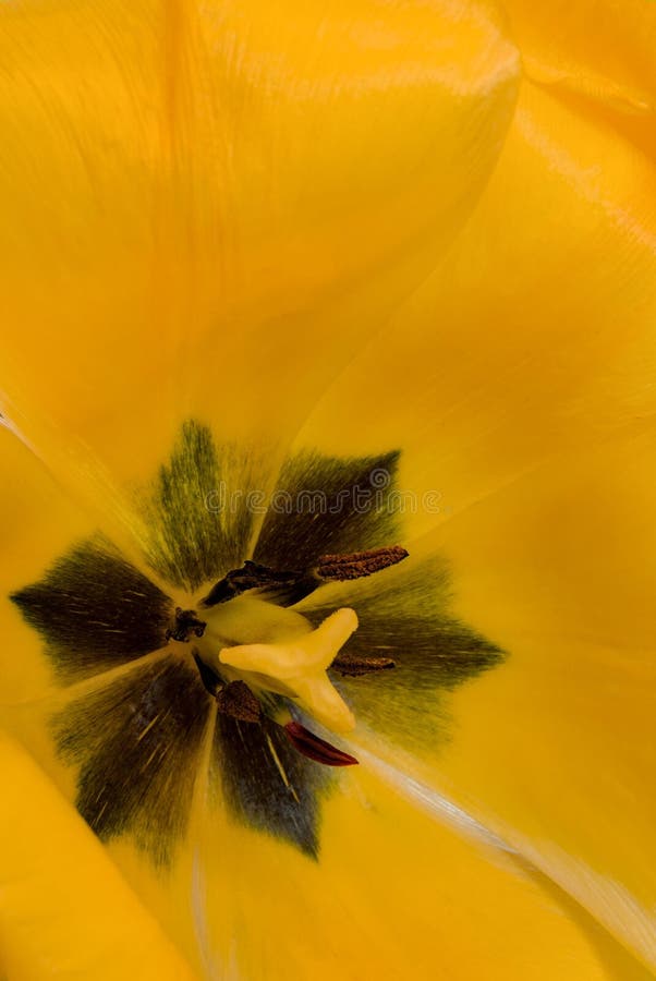 Anatomy of a Tulip stock image. Image of tulip, life, decor - 2329495