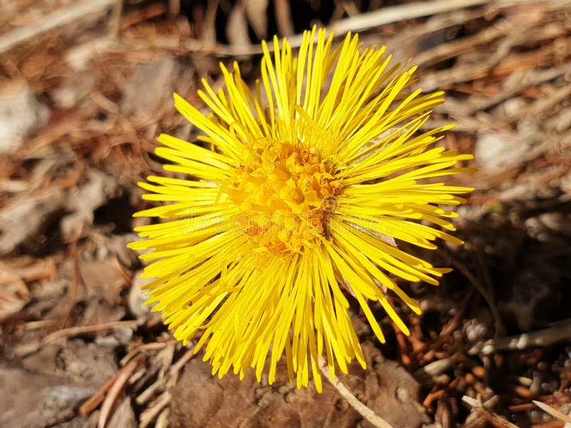 Farfara Flowersn Stock Photos - Free & Royalty-Free Stock Photos from ...