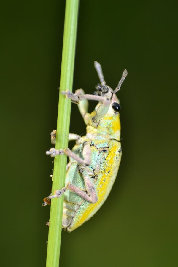Yellow Weevil stock photo. Image of fauna, perching - 193712912