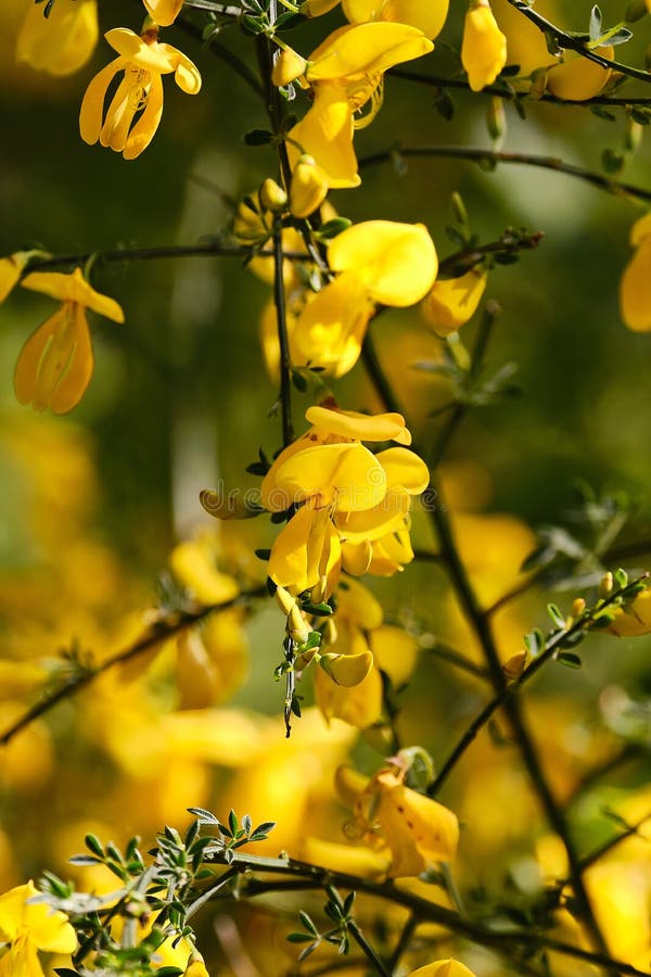 Close-up Yellow Wild Broom Flowers in Forest with Unsharp Background ...