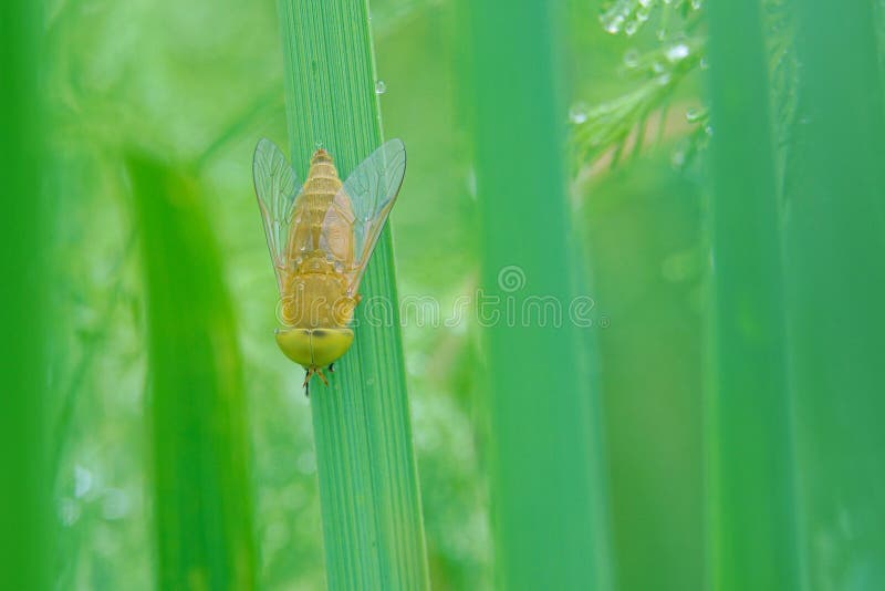 Gadfly stock image. Image of grass, bugs, natural, wildlife - 271853751