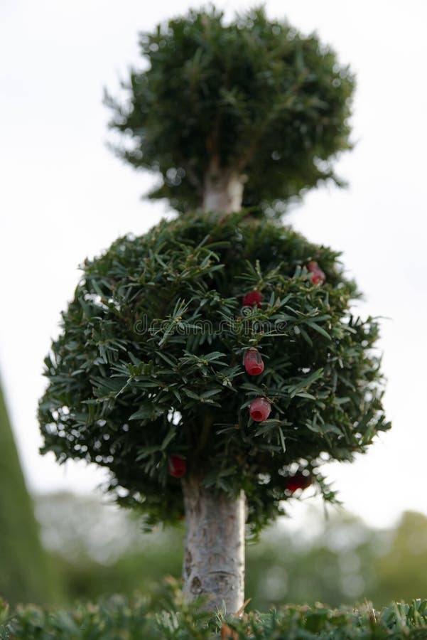 Artistic cut of a yew stock image. Image of hedge, decoration - 164849233