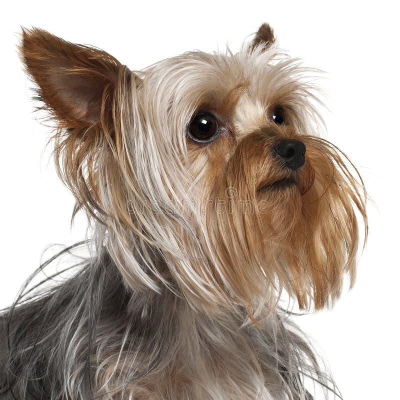 Yorkie Dog stock image. Image of cuddly, cute, domestic - 222533