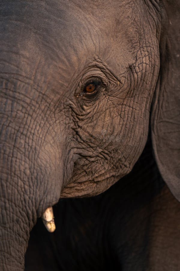 Close-up of Young African Bush Elephant Face Stock Photo - Image of ...