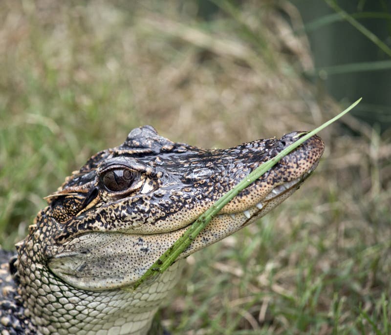 This is a Close Up of a Young Alligator Stock Image - Image of ...