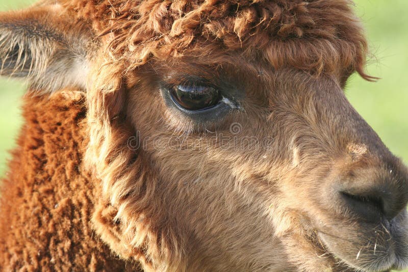 Close up of a young alpaca stock photo. Image of therapy - 32589870