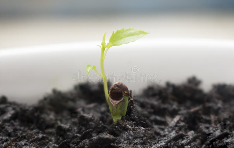 Apple seedling stock image. Image of springtime, first - 10696429