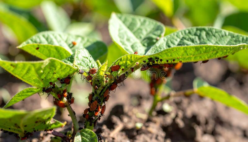 Bean Plant Infestation stock illustration. Illustration of aphids ...