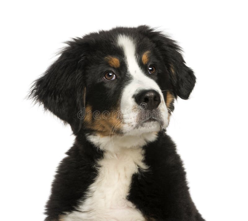 Close-up of a Young Bernese Mountain Dog, 3,5 Months Old Stock Image ...