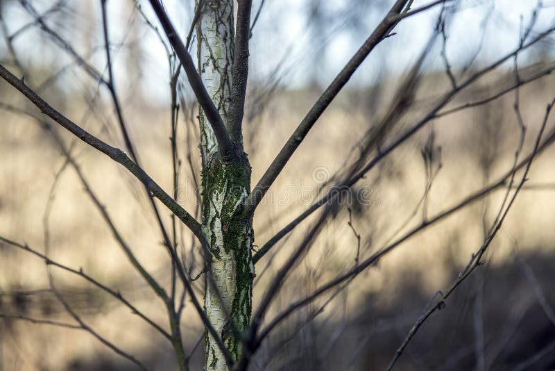 Close-up of a Young Birch Tree Stock Photo - Image of wood, birch: 89066492
