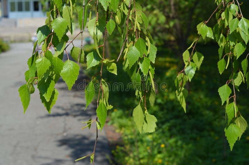 Close Up on Young Birch Tree Leaves in Spring Stock Image - Image of ...
