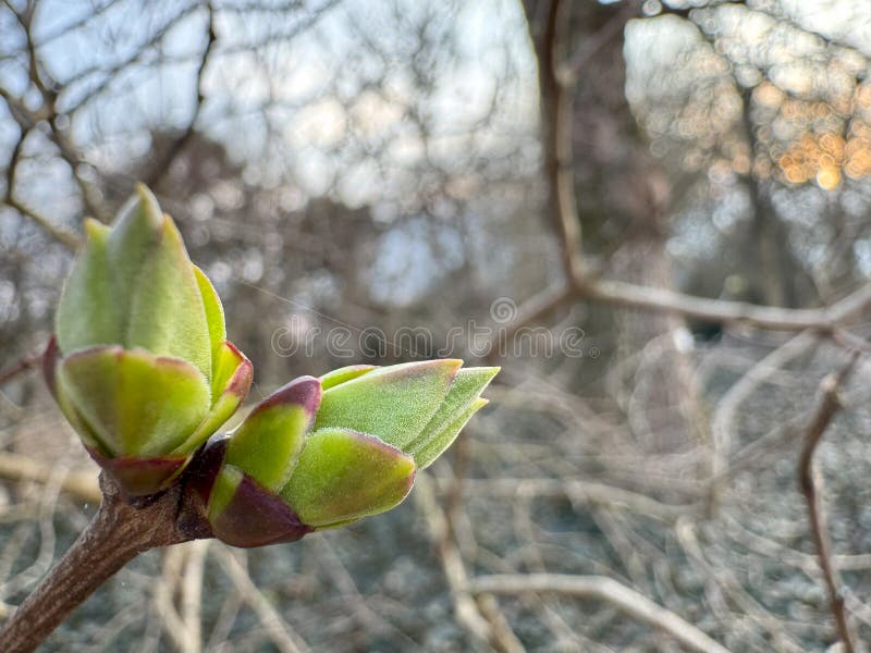 Close-up of a Young Bud of a Plant Preparing for Budding in Spring ...
