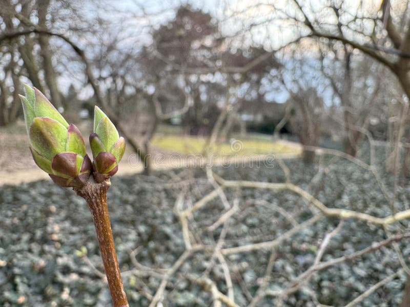 Close-up of a Young Bud of a Plant Preparing for Budding in Spring ...