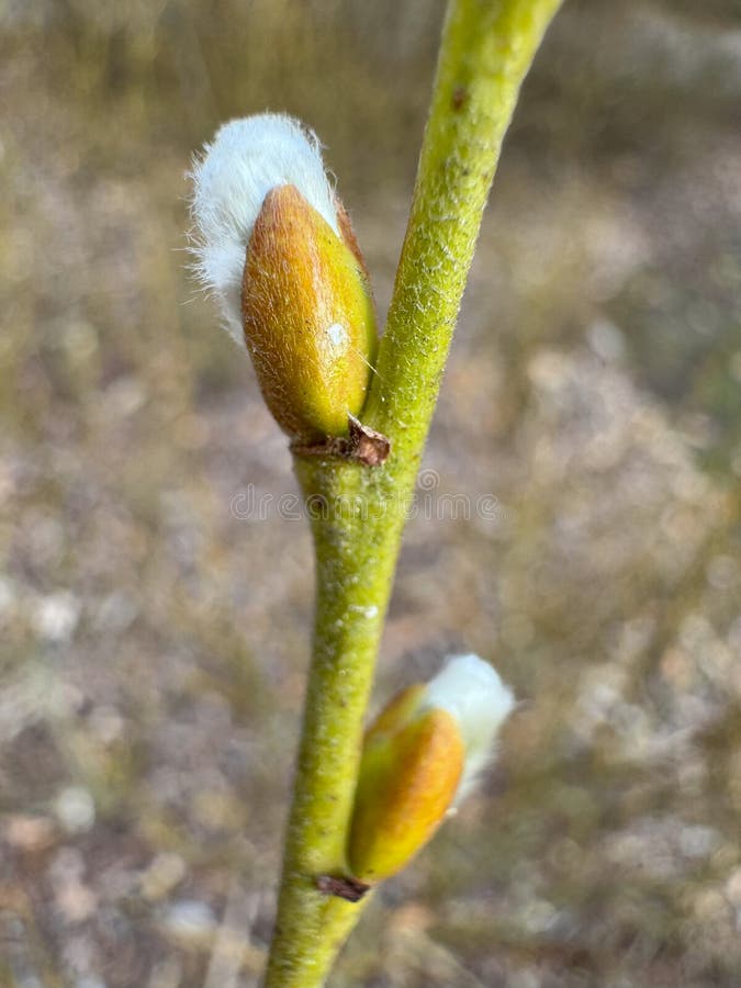 Close-up of a Young Bud of a Plant Preparing for Budding in Spring ...