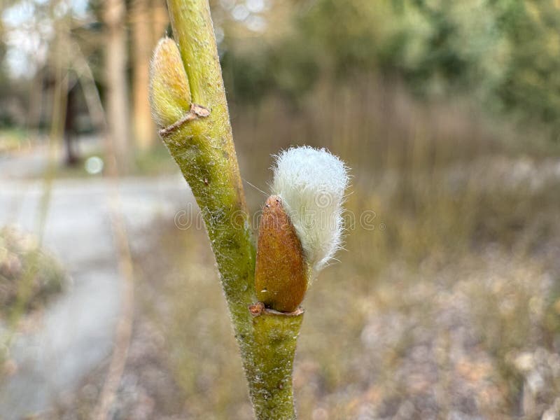 Close-up of a Young Bud of a Plant Preparing for Budding in Spring ...