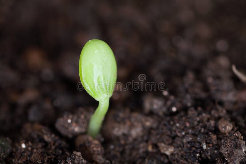 Close-up of Young Buds Emerging from Soil in Spring Stock Image - Image ...