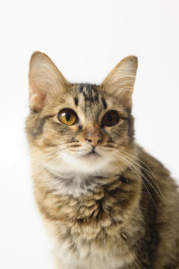 Cute young cat stock image. Image of multicolored, coat - 101150951