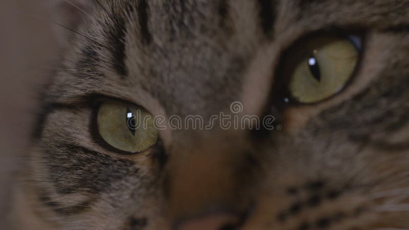 Close-up of Young Cat Eyes Watching TV Stock Video - Video of feline ...