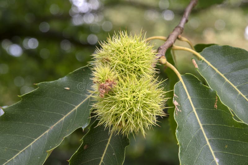 Close Up Young Chestnuts at Amsterdam the Netherlands 20-8-2024 Stock ...