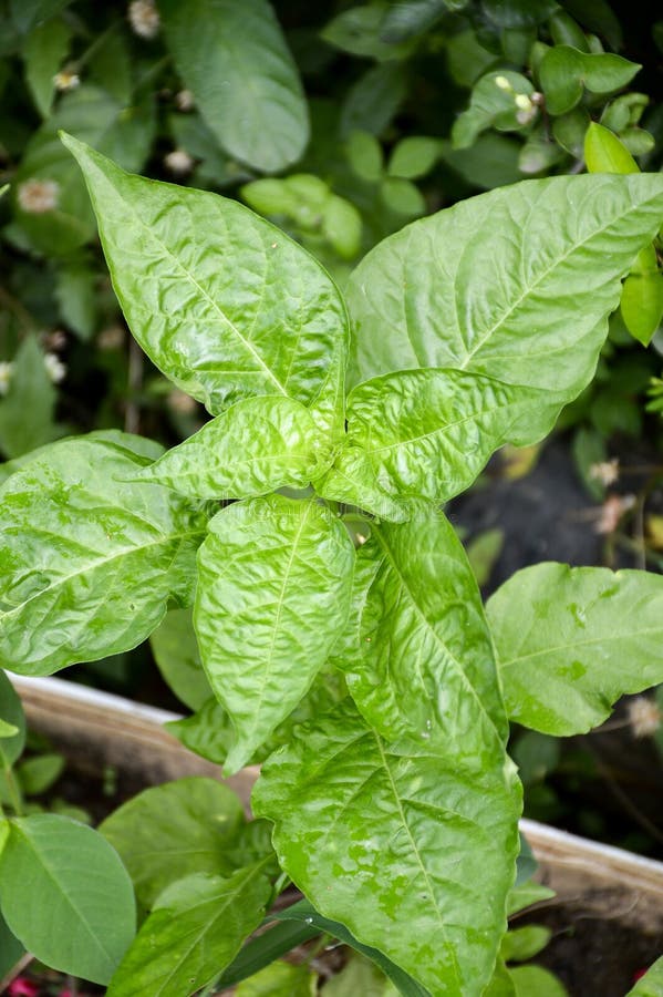 Young Chili Tree on the Ground Stock Image - Image of herb, farm: 99333423