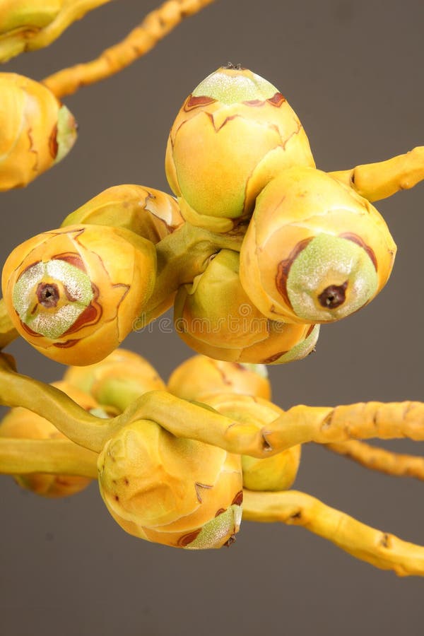 Close Up of Young Coconuts with Branch Stock Photo - Image of asia ...