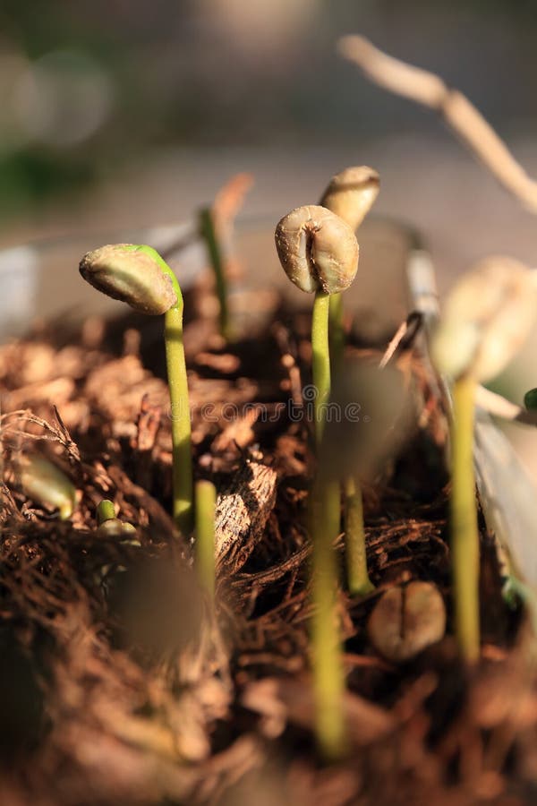 A Sprout Of Coffee Tree In A Pot With Roasted Coffee Beans. Gray Stone ...