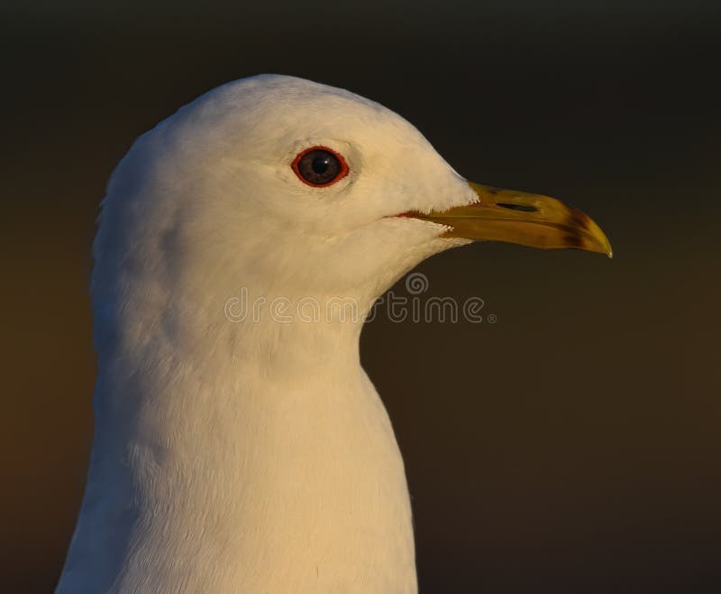 Close-up of a Young Common Gull Larus Canus. Stock Photo - Image of ...