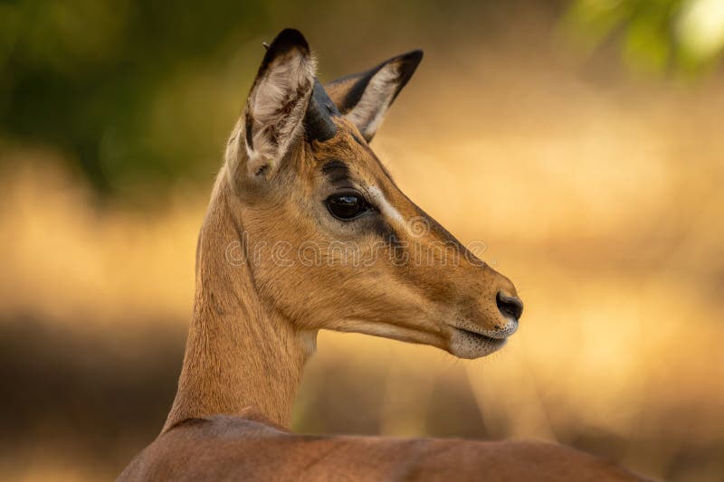Close-up of Young Common Impala Turning Head Stock Image - Image of ...