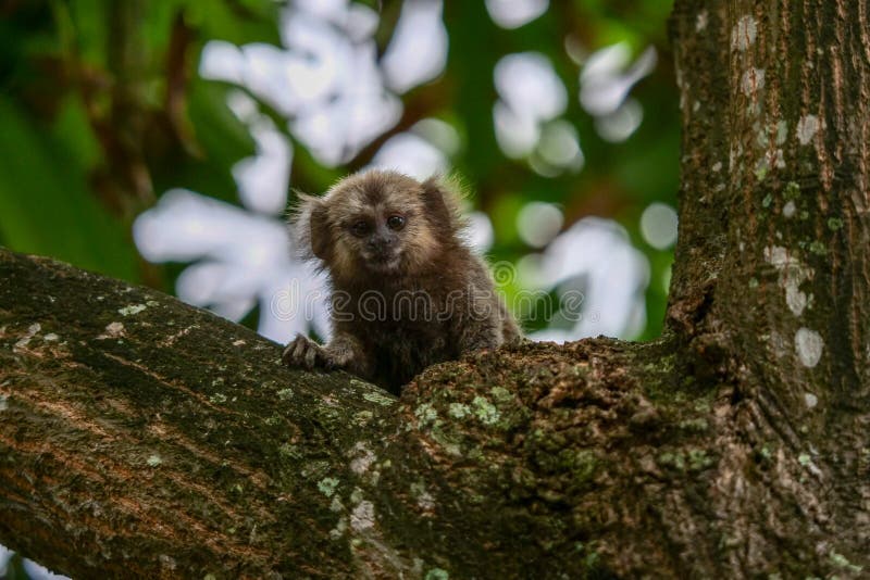 Close Up of a Young Common Marmoset Monkey - Callithrix Jacchus ...
