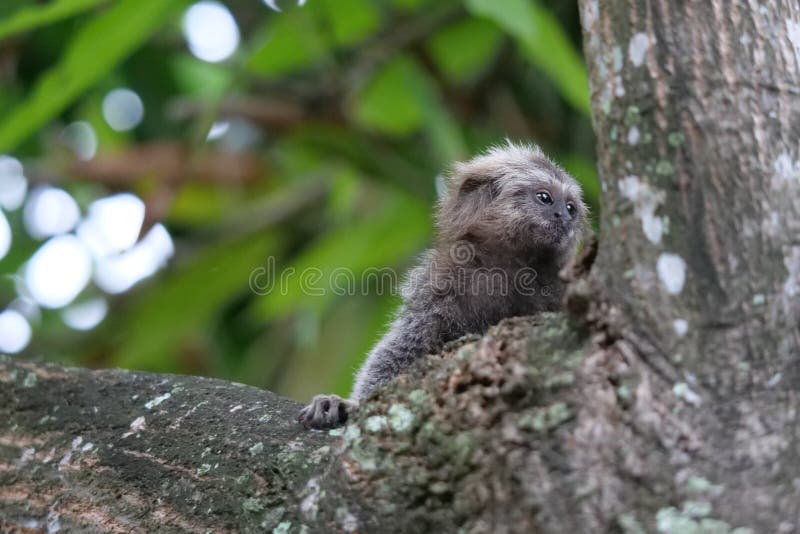 Close Up of a Young Common Marmoset Monkey - Callithrix Jacchus ...