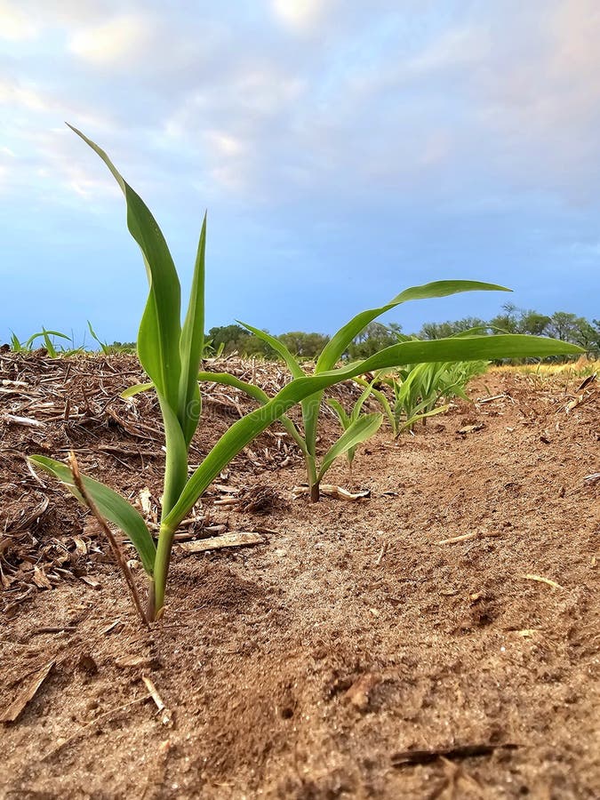 Close Up of Young Corn Stalk Rows Stock Photo - Image of field, seeds ...