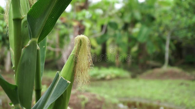 Young Corn Tree in the Corn Field Stock Video - Video of growth, leaf ...