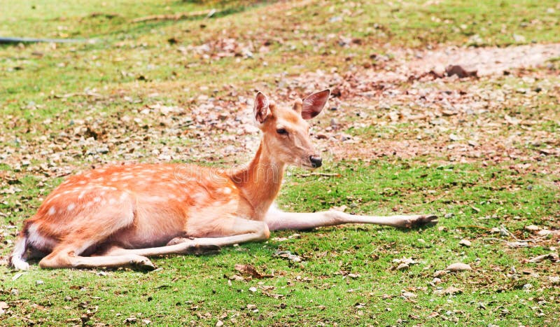 Dear in the Meadow stock image. Image of tail, grass - 15010683